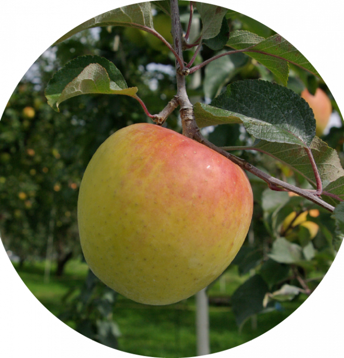 Apples | GUNMA QUALITY - Finding Gunma’s Taste